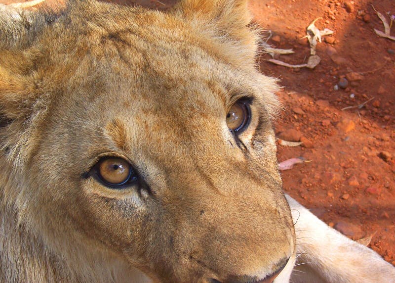 Lion eyes stock photo. Image of coat, eyes, captivating - 618948