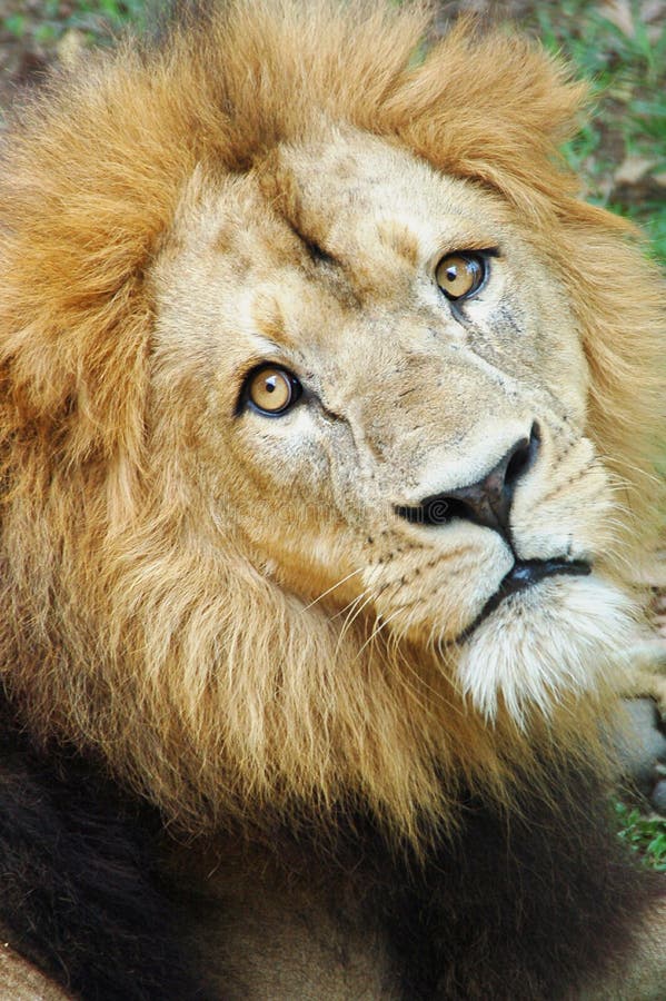 Lion Face stock image. Image of head, animal, lion, portrait - 1313671