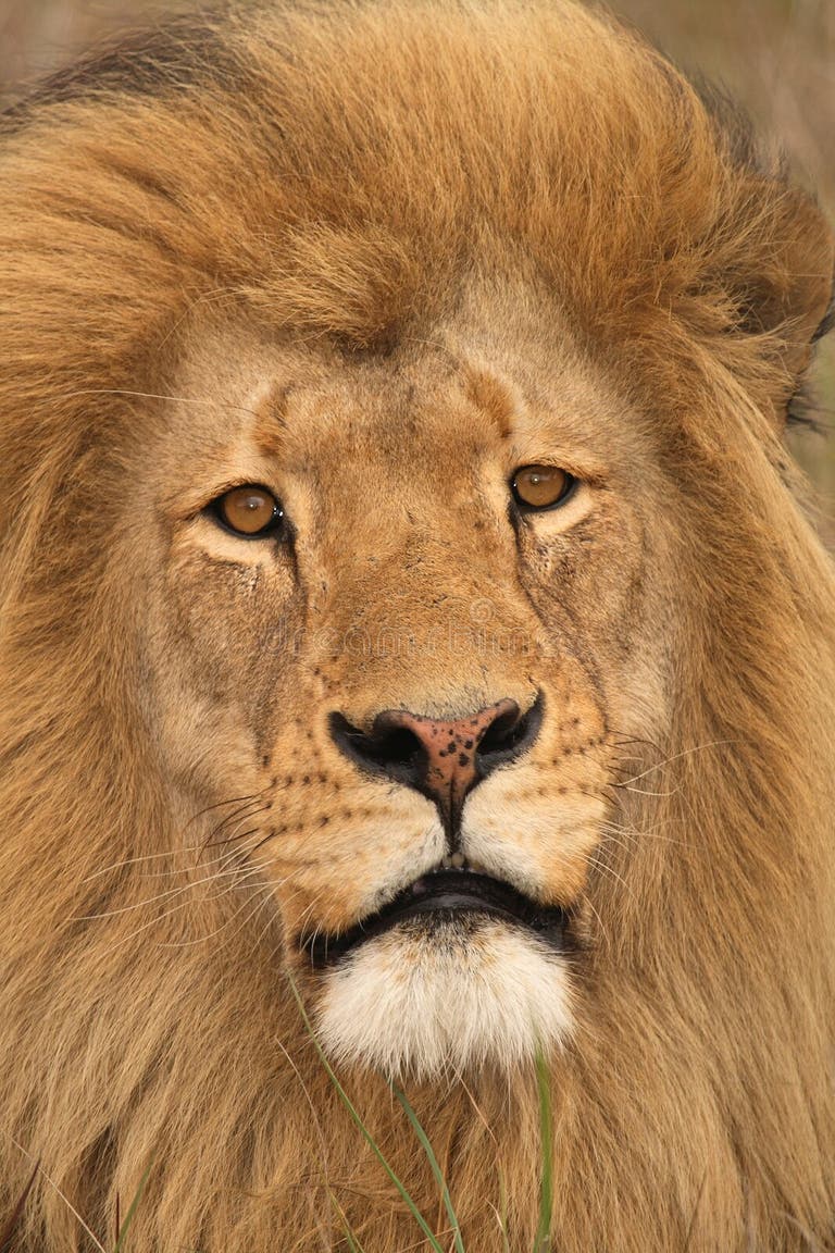 24,281 Big Face Lion Stock Photos - Free & Royalty-Free Stock Photos ...