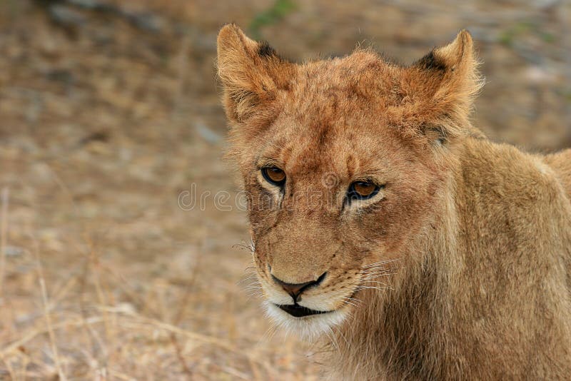 Lion Face Picture. Image: 8332011