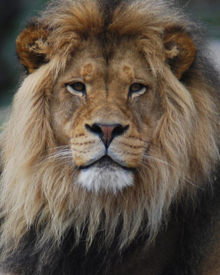 Lion face stock image. Image of travel, wildlife, africa - 75822329