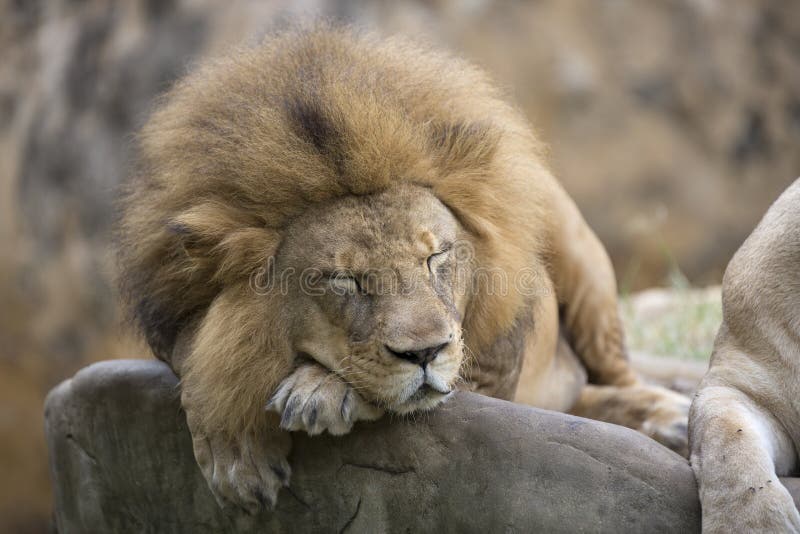 Lion Face (front Look Close Up) Resting on Top of a Rock Stock Photo ...