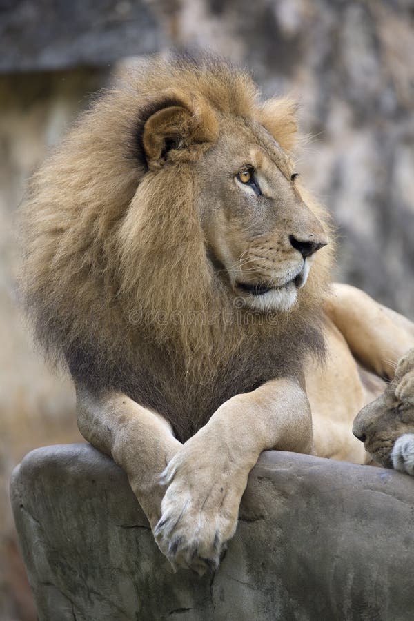 Lion Face (front Look Close Up) Resting on Top of a Rock Stock Photo ...