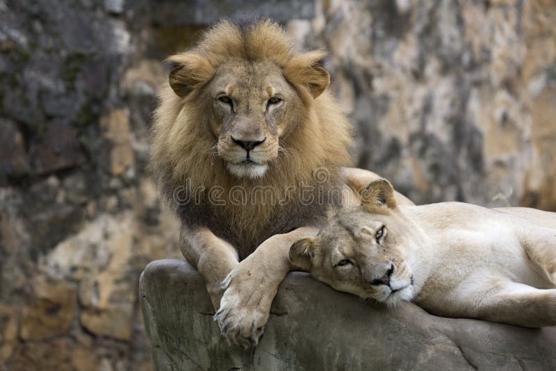 Lion Face (front Look Close Up) Resting on Top of a Rock Stock Photo ...