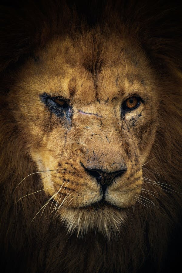 Lion Face with a Large Black Damaged Eye Stock Photo - Image of wild ...
