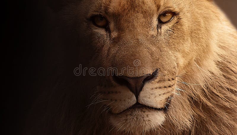 Lion, Face, Wildlife, Mammal Stock Image - Image of wildlife ...
