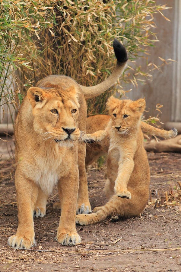 Lion family stock image. Image of young, rotterdam, nature - 24412007