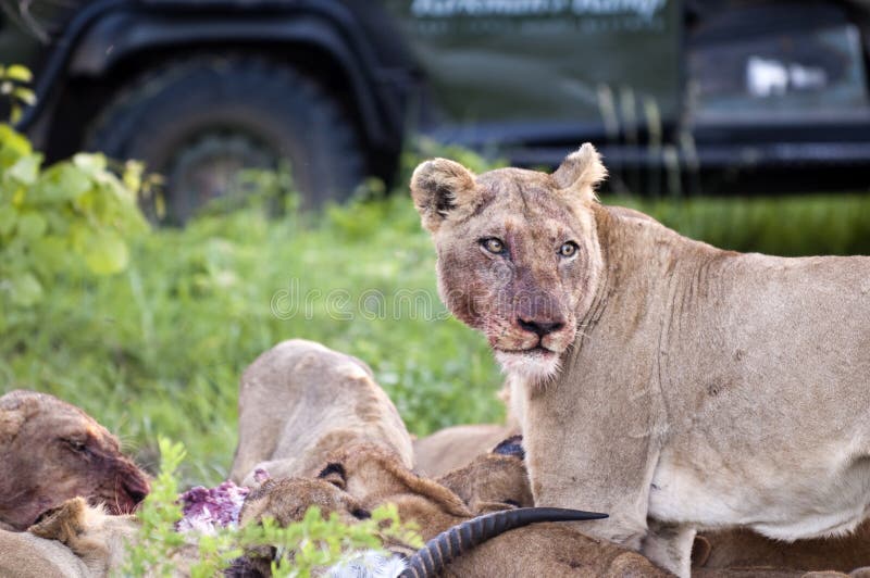 Lion Family Eating Their Prey Stock Image - Image of share, south: 7759755