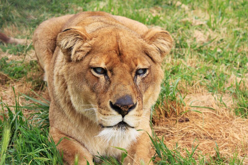 Lion female stock image. Image of wild, female, mammal - 24798403