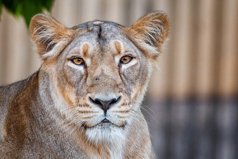Female lion head stock photo. Image of african, mammals - 33806048