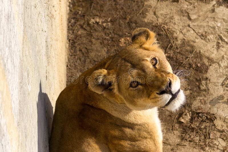 Sad Lion Stock Images - Download 697 Royalty Free Photos