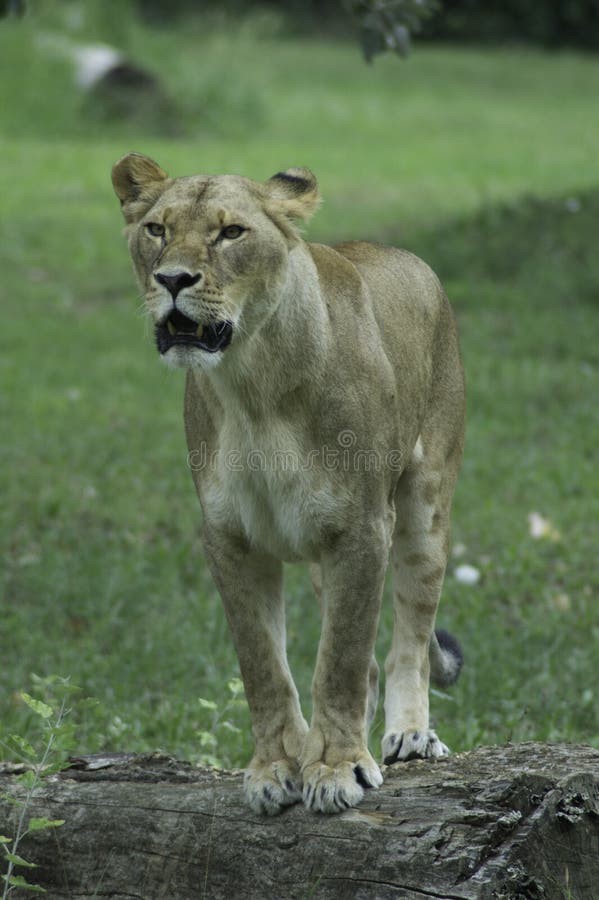 Lion stock image. Image of standing, lion, female, branch - 65622941