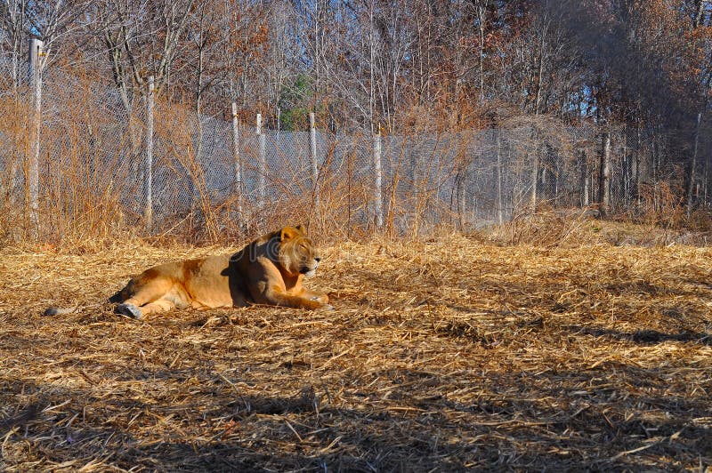 Lion in field stock photo. Image of ferocious, attentive - 16916794