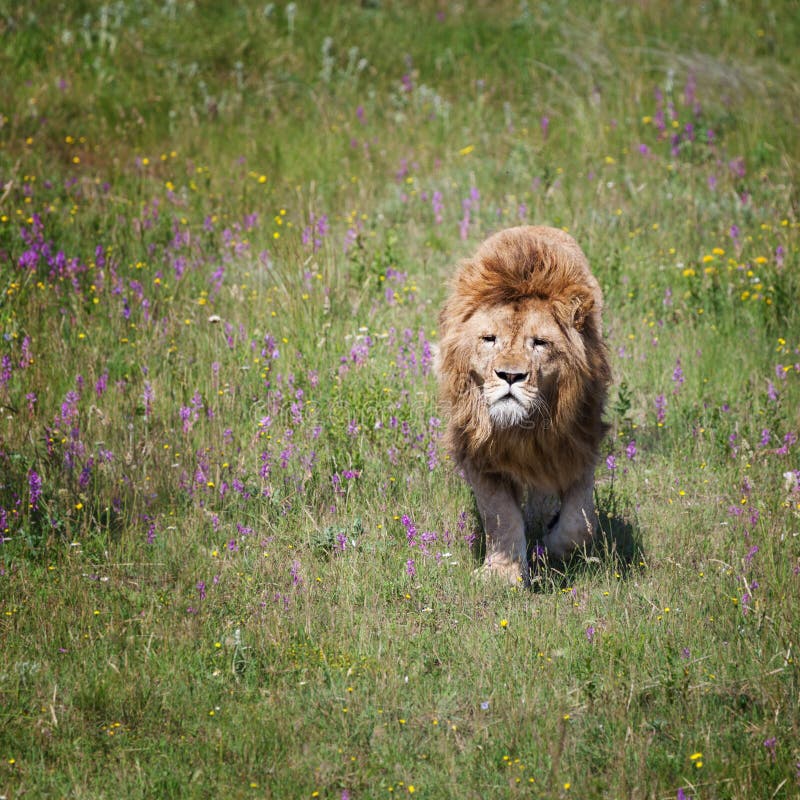 Lion in field stock photo. Image of ferocious, attentive - 16916794