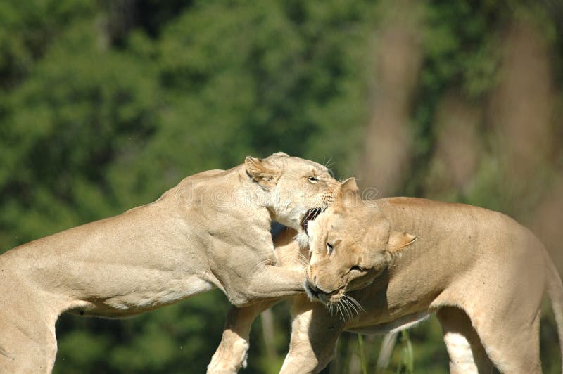 Lion Fight Picture. Image: 2745913