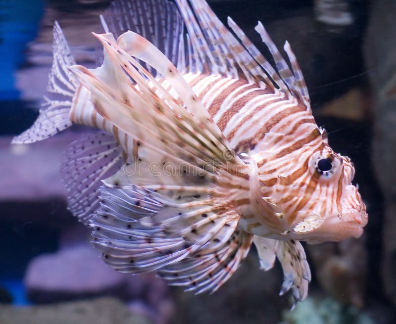 Lion fish 1 stock image. Image of creature, population - 3124775