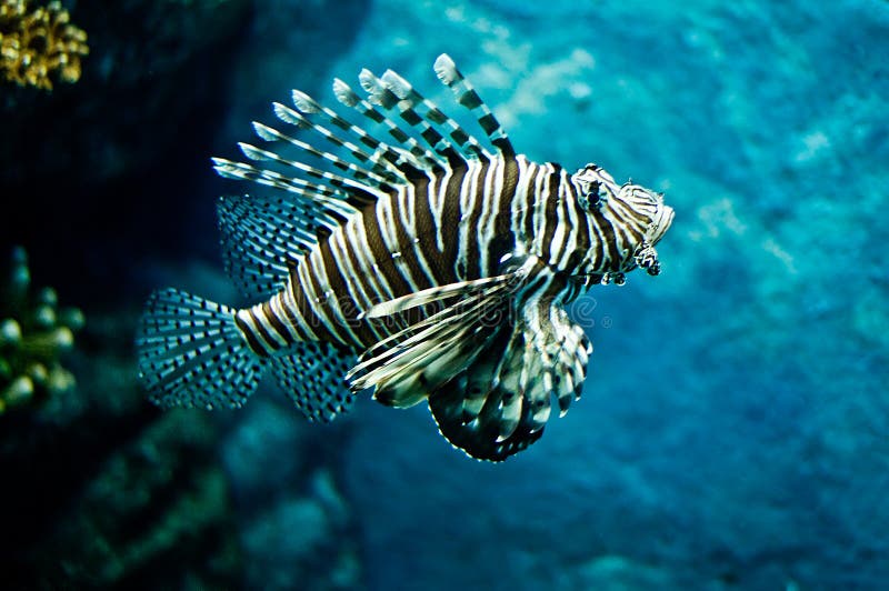 Lion fish stock image. Image of swimming, deadly, pretty - 10474517