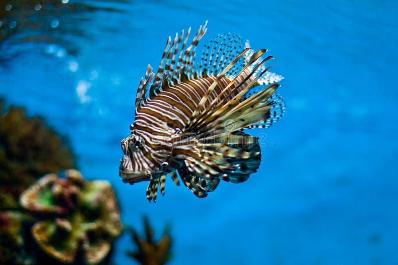 Lion fish stock image. Image of nature, aquatic, underwater - 10331473