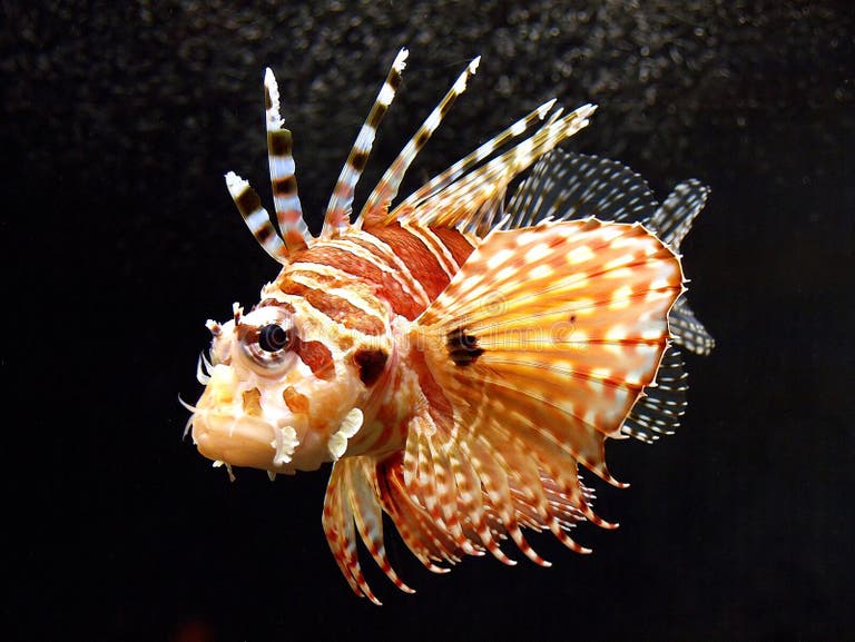 Lion Fish stock photo. Image of underwater, attractions - 11898668