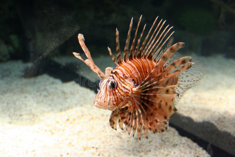 Stone sucker fish stock image. Image of icon, fauna, exotic - 6887295