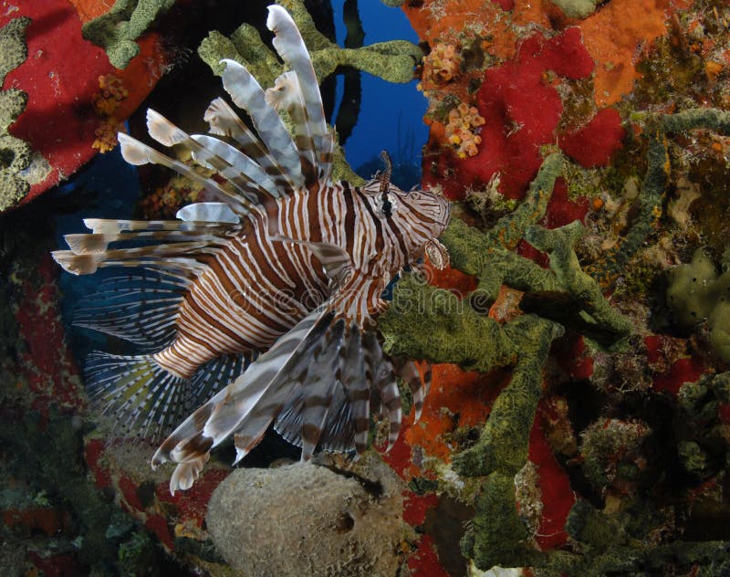 Lion fish tail texture stock photo. Image of tourism - 20479270