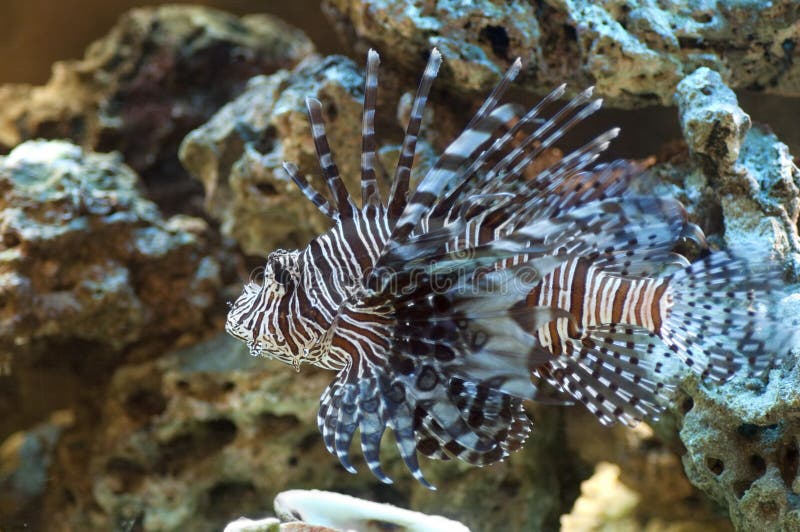 Lion Fish, deadly predator stock image. Image of diver - 12779337