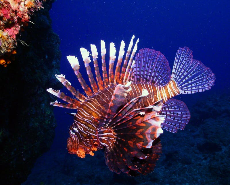 Lion fish tail texture stock photo. Image of tourism - 20479270