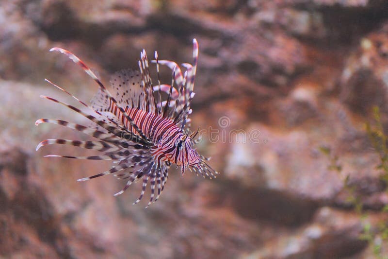 Lion fish stock image. Image of scuba, poisonous, life - 20157949
