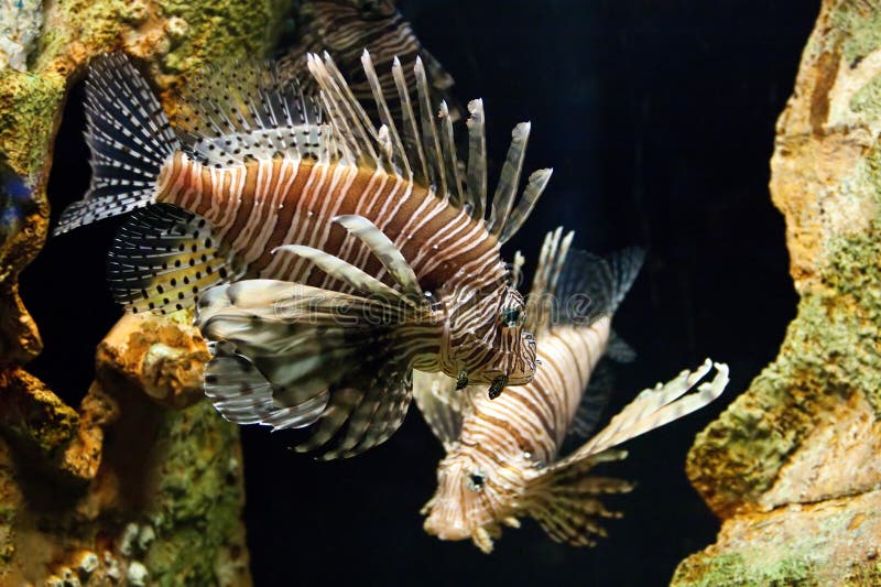 Lion Fish stock photo. Image of nature, fishes, ocean - 21584532
