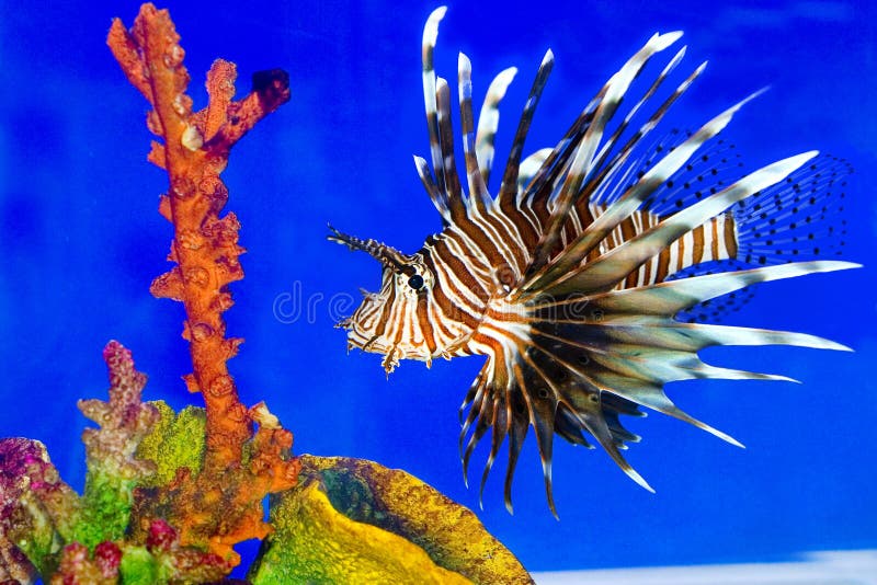 Lion fish stock image. Image of swimming, deadly, pretty - 10474517
