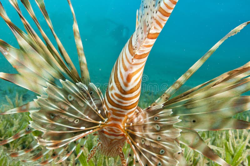 Lion fish tail texture stock photo. Image of tourism - 20479270