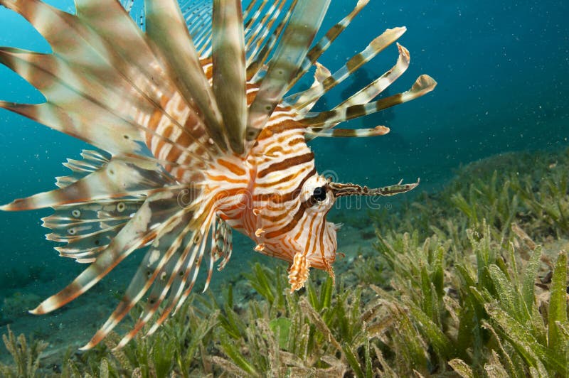 Lion fish tail texture stock photo. Image of tourism - 20479270