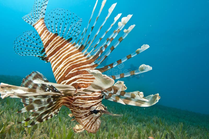 Lion fish tail texture stock photo. Image of tourism - 20479270