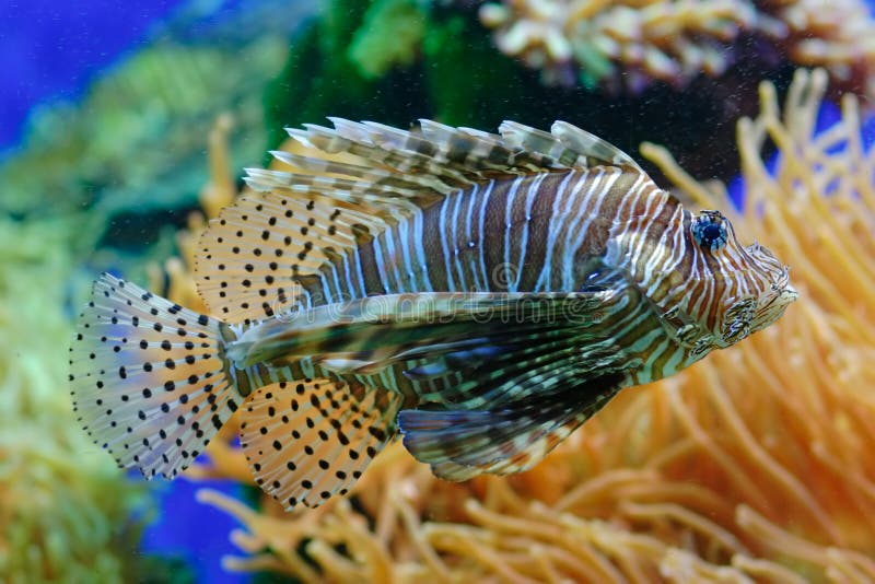 Lion fish stock photo. Image of blue, plant, lion, cute - 2530332