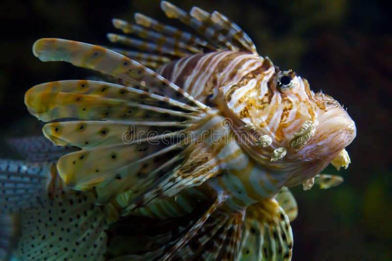 Lion Fish stock photo. Image of aquatic, science, lion - 26061202