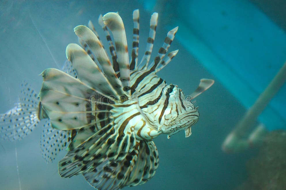 Lion fish stock image. Image of fins, exotic, aqua, bright - 2687921