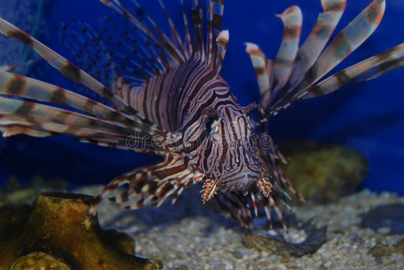 Lion fish stock image. Image of swimming, deadly, pretty - 10474517