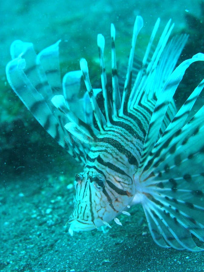Lion fish stock image. Image of turkey, saltwater, lionfish - 27737849