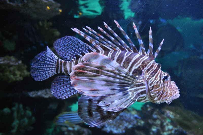 Lion fish stock image. Image of natural, deep, diving - 29180691