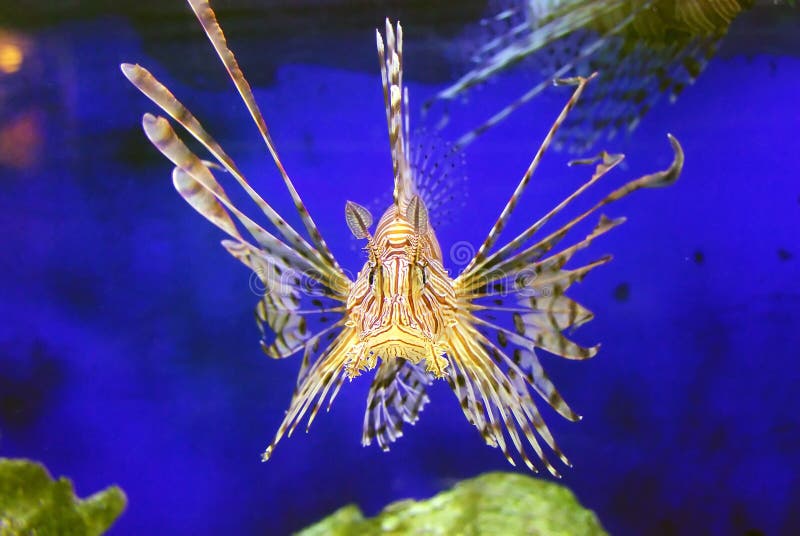 Lion fish stock photo. Image of bright, environmental - 3814548