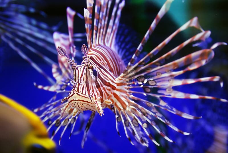 Lion fish stock photo. Image of bright, environmental - 3814548
