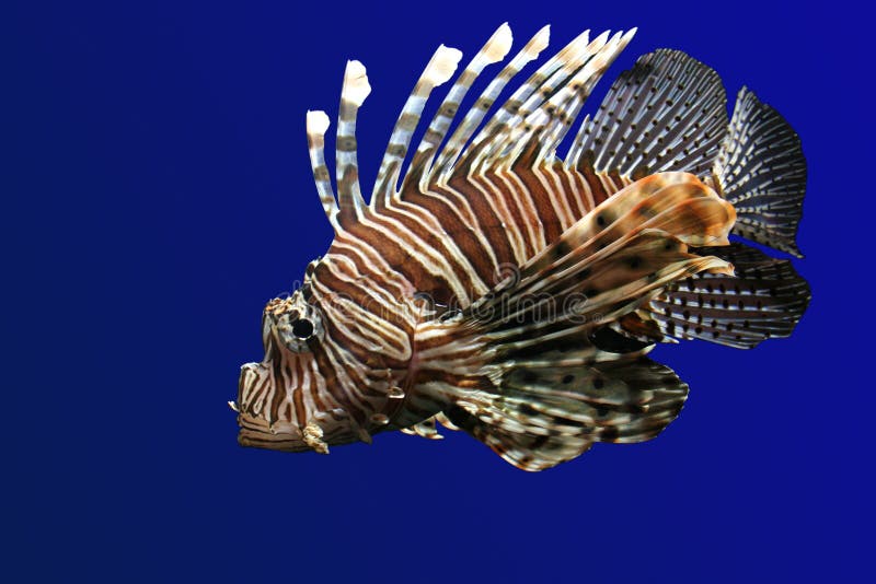 The Red Lionfish (Pterois Volitans). Stock Image - Image of animals ...