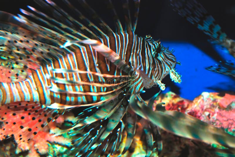 Lion fish stock photo. Image of vacations, ocean, natural - 5234048