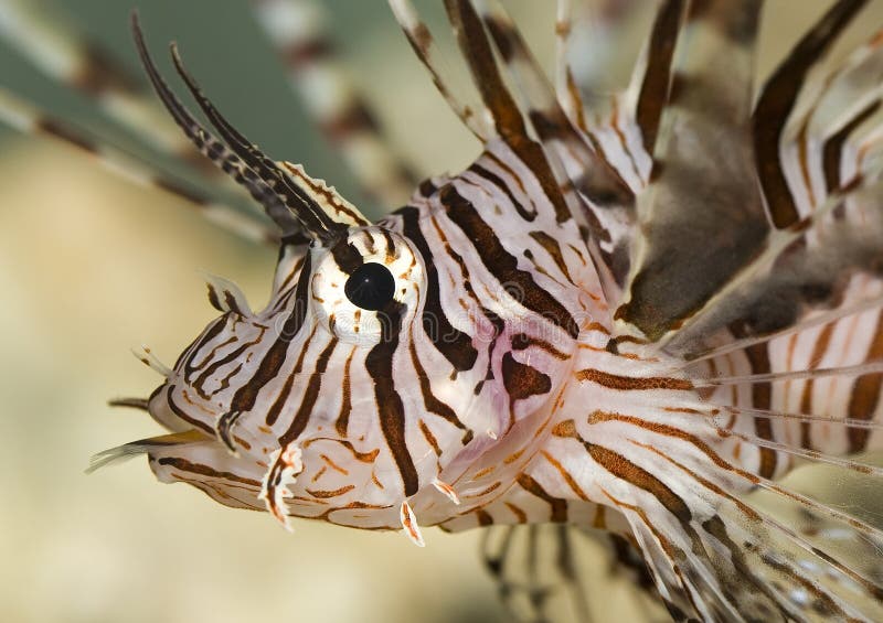 Lion fish stock image. Image of swimming, deadly, pretty - 10474517