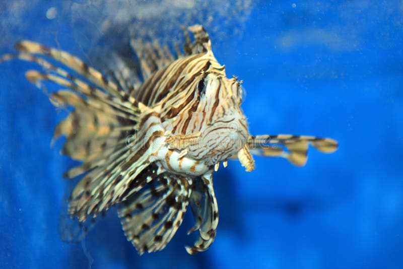 Lion Fish Picture. Image: 6636325