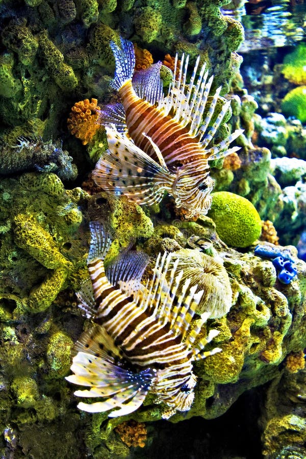 Lion fish stock image. Image of swimming, deadly, pretty - 10474517