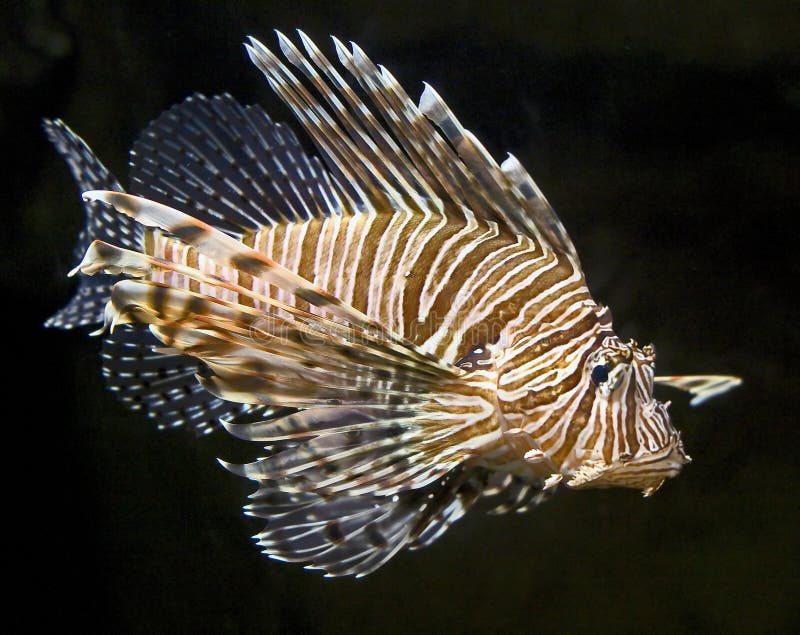 Lion fish 8 stock image. Image of dangerous, water, nature - 6380419