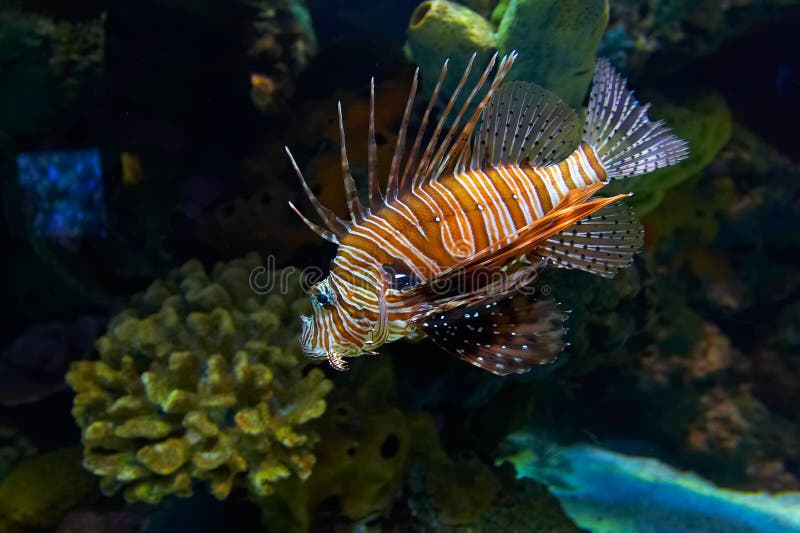 423 Spiky Fish Stock Photos - Free & Royalty-Free Stock Photos from ...