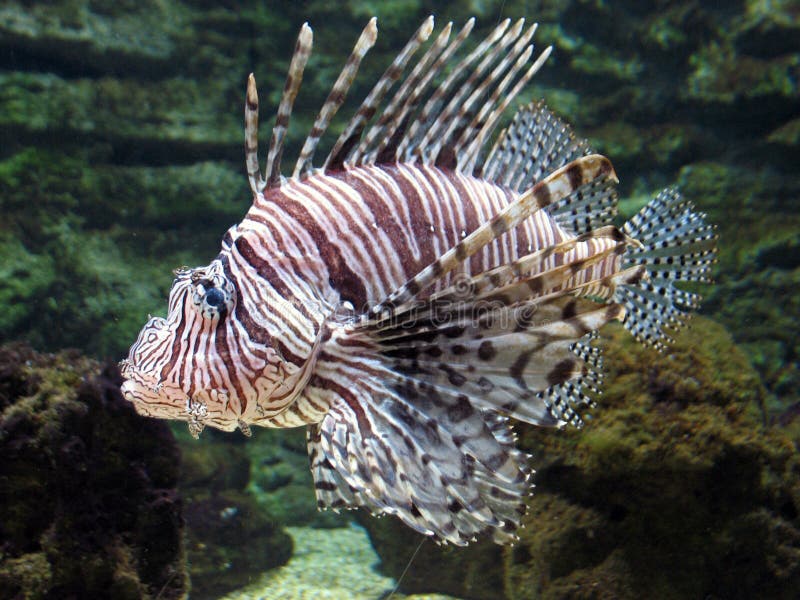 Lion Fish stock photo. Image of diving, aquarium, blue - 8981374