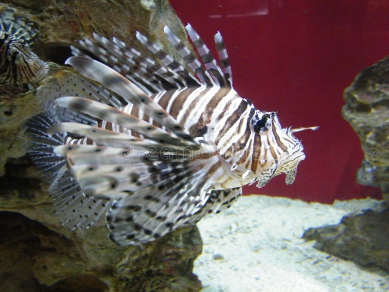 Lion fish stock photo. Image of white, fins, aquarium - 79855878